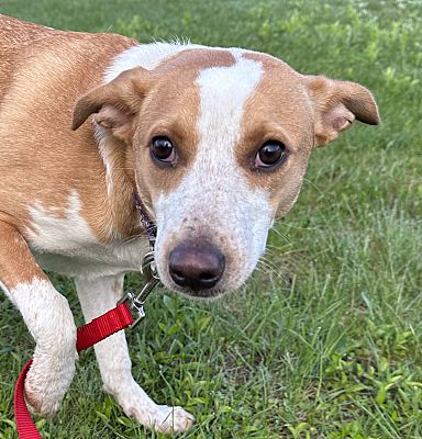 Southbury, CT - Whippet/Beagle. Meet Twinkles~meet me! a Pet for ...