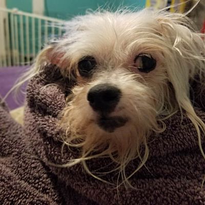 Indianapolis, IN - Maltese/Terrier (Unknown Type, Small). Meet Saul a ...