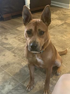 Ayden, NC - Pit Bull Terrier/Cattle Dog. Meet Letty a Pet for Adoption ...