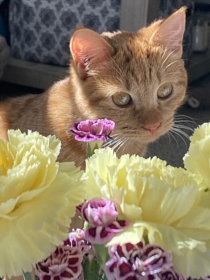 Alpharetta, GA - Tabby. Meet Heidi a Pet for Adoption - AdoptaPet.com