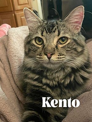 Orlando, FL - Domestic Mediumhair. Meet Kento a Pet for Adoption ...