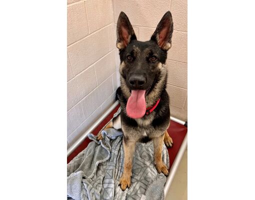Frederick, MD - German Shepherd Dog/Mixed Breed (Medium). Meet JACKSON ...
