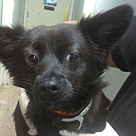 Pomeranian Puppies - Pomeranian Rescue and Adoption Near You