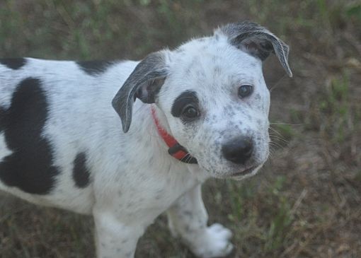 Crocker, MO - Great Pyrenees/Australian Cattle Dog. Meet Charlotte a ...