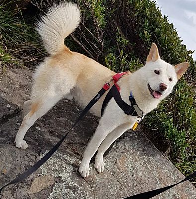 New York, NY - Jindo/Mixed Breed (Medium). Meet Jafar a Pet for ...