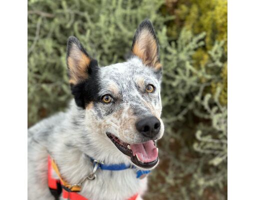 Kanab, UT - Australian Cattle Dog/Mixed Breed (Medium). Meet Lancer a ...