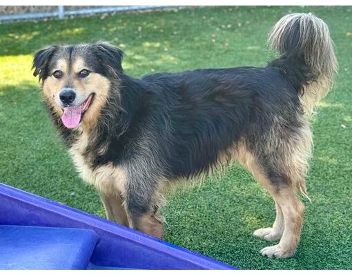 Gardena, CA - German Shepherd Dog. Meet APPA a Pet for Adoption ...