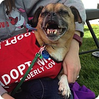 Philadelphia, PA - Pug. Meet BANDIT! a Pet for Adoption.