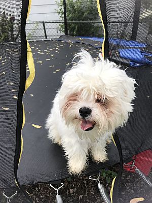 Indianapolis, IN - Maltese/Mutt. Meet Mello a Pet for Adoption ...