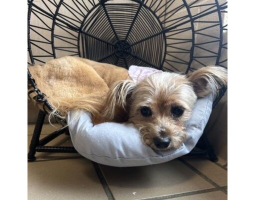Lufkin, TX - Yorkie, Yorkshire Terrier/Mixed Breed (Small). Meet Puff a ...