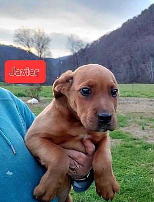 Mt.Airy, NC - Boxer/Golden Retriever. Meet Javier a Pet for Adoption ...