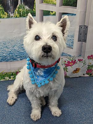Bloomington, IN - Westie, West Highland White Terrier. Meet Suki a Pet ...