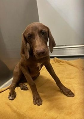 Reno, NV - Labrador Retriever. Meet Rosalina a Pet for Adoption ...