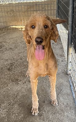 Los Angeles, CA - Goldendoodle/Goldendoodle. Meet Candy a Pet for ...