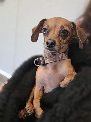 Warwick, RI - Dachshund/Chihuahua. Meet Beau Henson a Pet for Adoption ...
