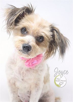 Benton, LA - Yorkie, Yorkshire Terrier. Meet Joyce a Pet for Adoption ...