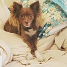 Papillon Puppies - Papillon Rescue and Adoption Near You