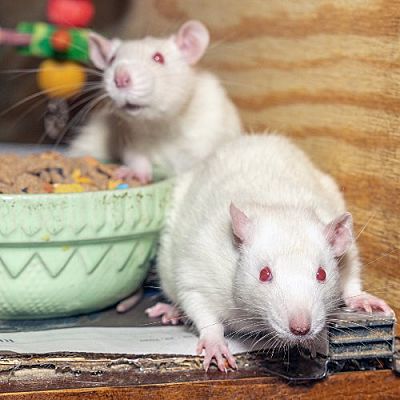 Brooklyn, NY - Rat. Meet Alumna & Bronwen a Pet for Adoption ...