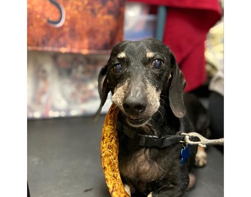 St Louis, MO - Dachshund. Meet Jefe IO a Pet for Adoption - AdoptaPet.com