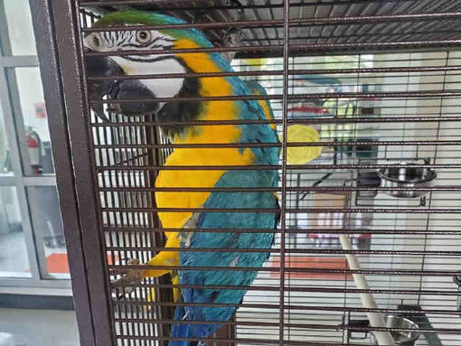 Plano, TX - Macaw. Meet ZAZU a Pet for Adoption - AdoptaPet.com