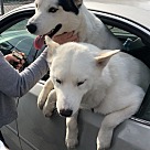 Husky Puppies - Siberian Husky Puppies and Rescue Near You