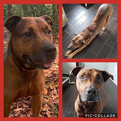 Floral City, FL - Rhodesian Ridgeback. Meet Reese a Pet for Adoption ...