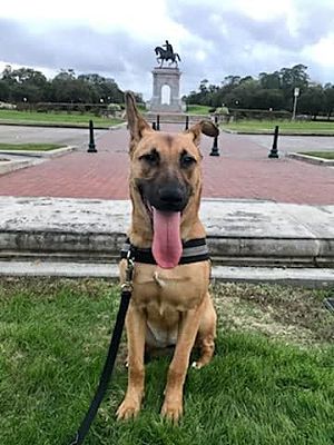 Houston, TX - Belgian Malinois. Meet NALA a Pet for Adoption ...