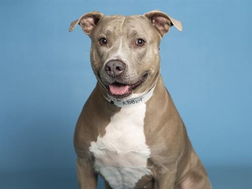 Phoenix, AZ - American Pit Bull Terrier. Meet DIXIE a Pet for Adoption ...