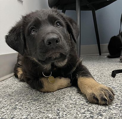 Kelowna, BC - German Shepherd Dog. Meet Tucker - Adoption Pending a Pet ...