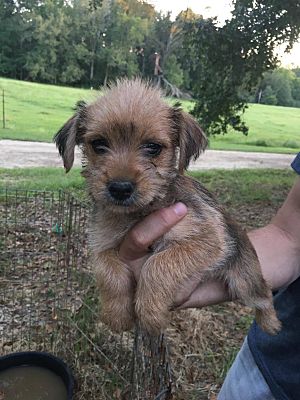Brunswick, ME - Yorkie, Yorkshire Terrier/Labrador Retriever. Meet ...