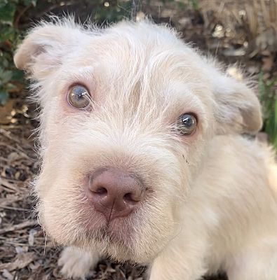 Mishawaka, IN - Shar Pei/Miniature Poodle. Meet Squishmallow Benny SHAR ...