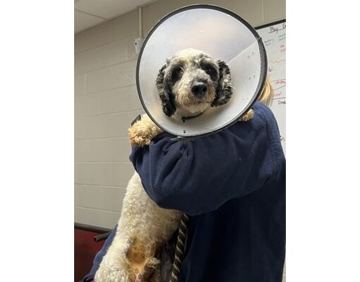 Jamestown, NY - Mixed Breed (Small)/Mixed Breed (Medium). Meet Alex a ...