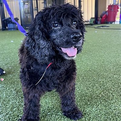 West Palm Beach, FL - Cockapoo. Meet Mimi a Pet for Adoption ...