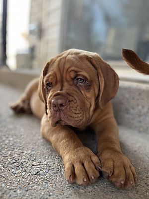 Richmond, VA - Dogue de Bordeaux. Meet Reese *Popular Pup - No New ...
