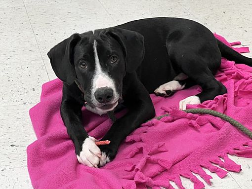 Salt Lake City, UT - Labrador Retriever. Meet *Bailey* a Pet for ...