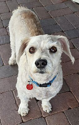 Phoenix, AZ - Lhasa Apso/Poodle (Miniature). Meet Ollie a Pet for ...