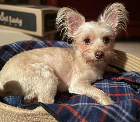 Houston, TX - Yorkie, Yorkshire Terrier. Meet Cary Grant a Pet for ...