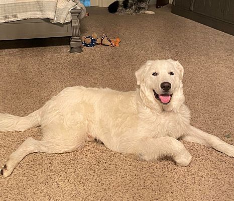 Brewster, NY - Great Pyrenees. Meet Casper (The Great Pyrenees) a Pet ...
