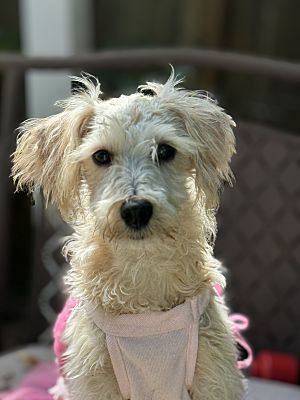 Renton, WA - Schnoodle. Meet Ashleigh a Pet for Adoption - AdoptaPet.com
