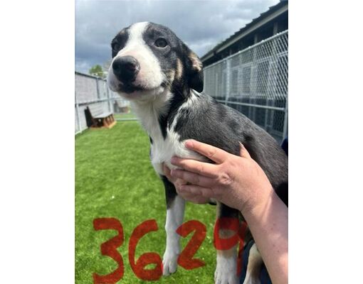 Hamilton, MT - Border Collie/Mixed Breed (Medium). Meet Envy a Pet for ...