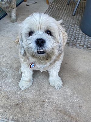 Olympia, WA - Lhasa Apso. Meet Shae and Mae a Pet for Adoption ...