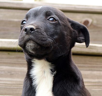 Southbury, CT - Boston Terrier/Labrador Retriever. Meet Swirly~adopted ...