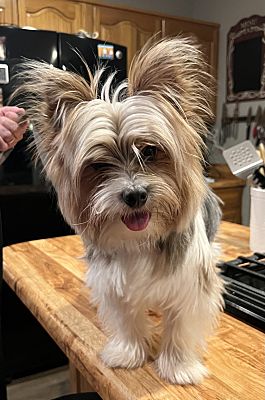 Cleveland, TN - Yorkie, Yorkshire Terrier. Meet Henry a Pet for ...