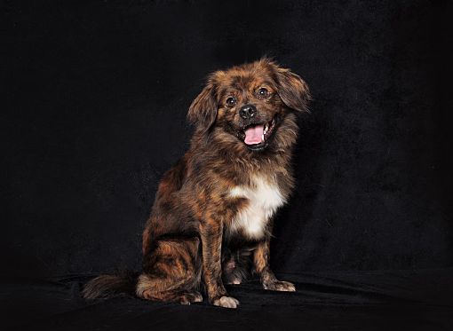 Los Angeles, CA - Pekingese/Labrador Retriever. Meet Chip a Pet for ...