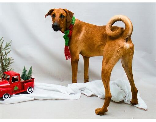 Sanford, FL - Rhodesian Ridgeback. Meet POOKIE a Pet for Adoption ...