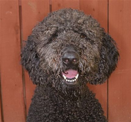 oakland park, FL - Poodle (Standard)/Labrador Retriever. Meet Yoda a ...