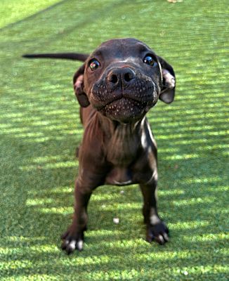 Chichester, NH - Treeing Walker Coonhound/Catahoula Leopard Dog. Meet ...