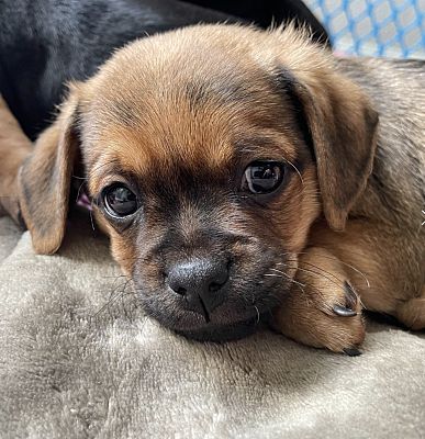 Davis, CA - Pug/Beagle. Meet Puppy Gusty a Pet for Adoption - AdoptaPet.com