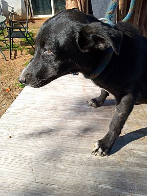 Cumberland, Rhode Island, RI - Terrier (Unknown Type, Small)/Chihuahua ...