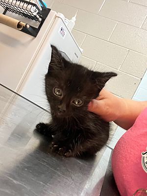 Rome, GA - Domestic Shorthair. Meet SALEM a Pet for Adoption ...